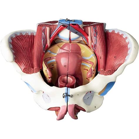 Buy DEIOVR Human Model For Anatomy Female Pelvis Model With Pelvic