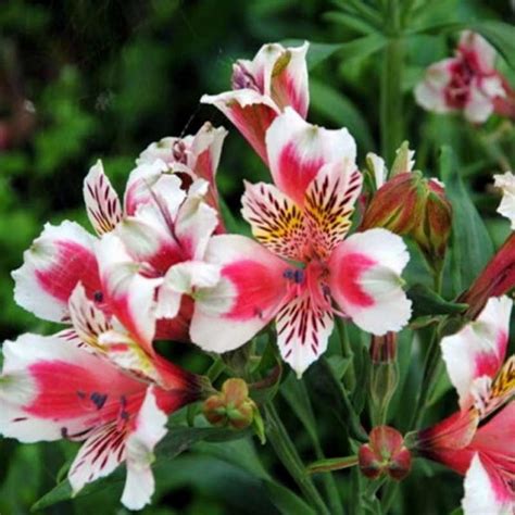 Alstroemeria The Naked Gardener