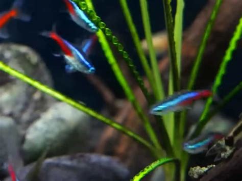 How Many Neon Tetras In A 10 Gallon Tank Is Appropriate