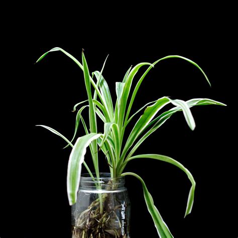 How To Propagate A Spider Plant A Step By Step Guide