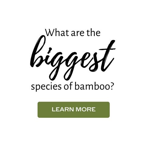 Bambusa Vulgaris A Far Reaching Bamboo Species Bambu Batu