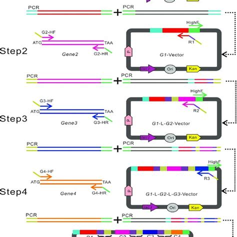 A Schematic Diagram Illustrating The Multiple Gene Co Expression System