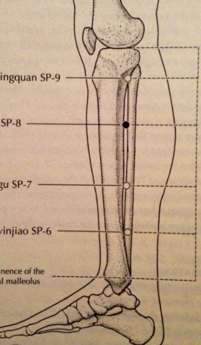 17 Best Images About Spleen Meridian Acupressure Points Acupressure