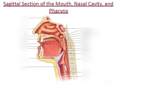 Diagram Of Sagittal Section Of The Mouth Nasal Cavity And Pharynx Part