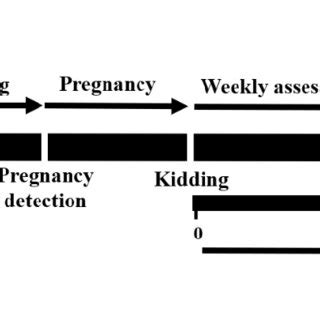 Schematic Representation Of The Main Experimental Activities During The