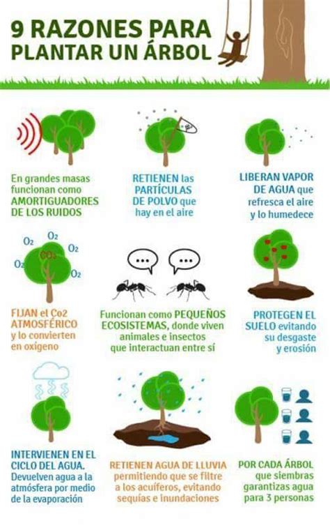 Pasos para plantar un árbol para que todo el mundo pueda hacerlo
