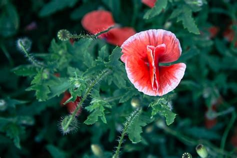 Amapolas Entre El Follaje Verde En La Vista Superior Del Campo Foto