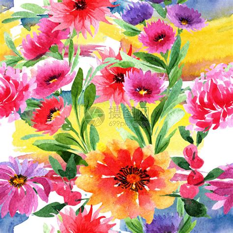水彩风格的野花紫菀花卉图案插画图片下载 正版图片503239000 摄图网