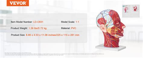 VEVOR Human Half Head Superficial Neurovascular Model With Musculature