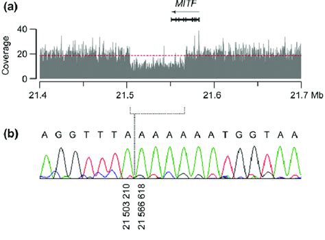 details of the mitf deletion a a coverage plot of the whole genome download scientific