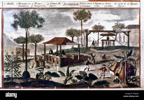 Antilles ESCLAVES NSlaves sur une plantation de canne à sucre dans
