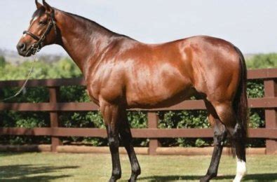 Tai O Cavalo Mais Caro Do Mundo Messias Bruxo