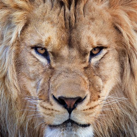 Lion De L Atlas Mathieu Latour Photographie