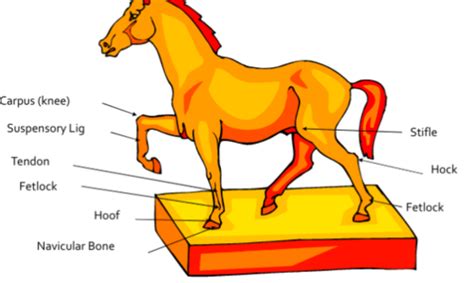 Equine Lameness Flashcards Quizlet