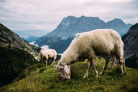 Fièvre Catarrhale Ovine sérotype 3 GDS France