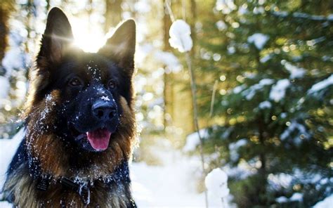 14 Interesting Facts About German Shepherds You Probably Didnt Know In