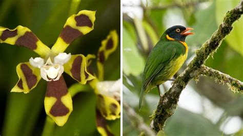 Bosques Nublados De Udima Un Atractivo Alternativo Del Norte Peruano