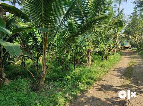 90 Cent Land For Sale In Kanjoor Near Airport Aluva Angamaly Ernakulam