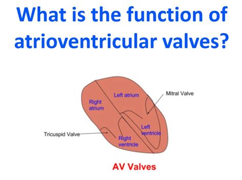 What Is The Function Of AV Atrioventricular Valves All About Heart