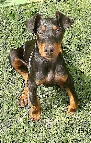 Opiniones De Veterinaria Sani Pet Veterinario En Huaraz Ncash