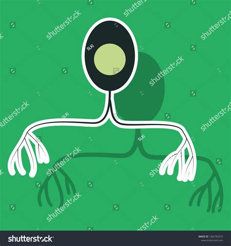 Education Chart Biology Nerve Cell Diagram Stock Vector Royalty Free