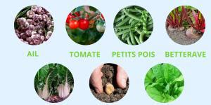 Que Planter En SEPTEMBRE Guide COMPLET