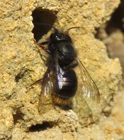 Photo Osmie Cornue Osmia Cornuta Observations Be