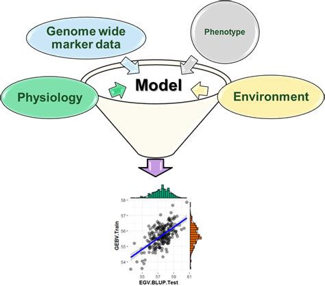multi trait genomic prediction in r