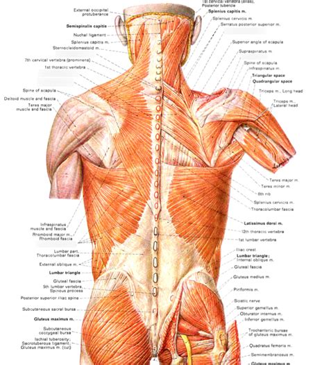 Lqb Practical Regional And Sectional Anatomy Of Back Muscles Of