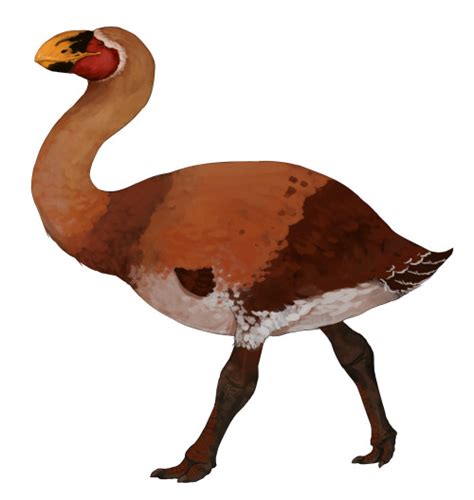 Genyornis