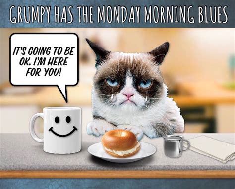 Grumpy Cat Morning ☕️ Memes Graciosos Gatitos Adorables Memes