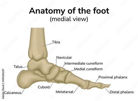 Foot Anatomy Illustration Shown Is A Medial View Of The Bones Of The