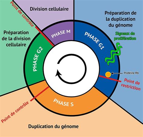 Sch Ma Des Principales Phases Du Cycle Cellulaire Planet Vie