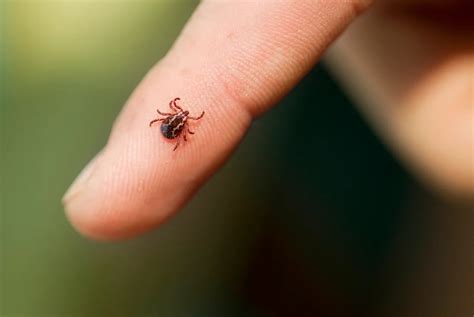 Mais Duas Mortes Por Febre Maculosa S O Confirmadas Em Campos Campos