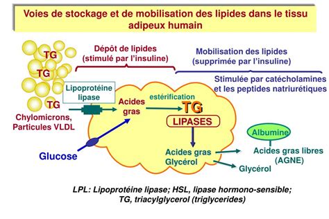 PPT Transport captage métabolisme et mobilisation des acides gras