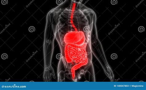 Anatomia Do Sistema Digestivo Dos rg os Do Corpo Humano Ilustração