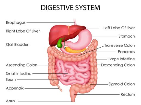 Draw A Neat And Labelled Diagram Of Human Digestive System JSIERT