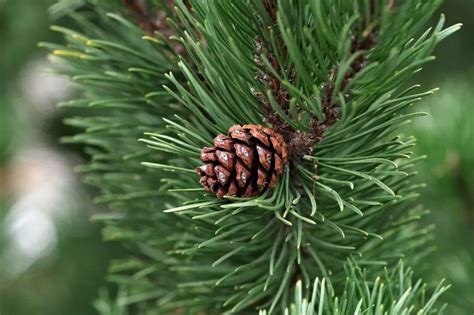 Świerk syberyjski Picea obovata uprawa wymagania gardeneo
