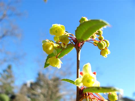 Free Images Tree Nature Branch Blossom Plant Sky Sunlight Leaf