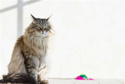 Quel Est Le Poids D Un Chat Maine Coon RacedeChat