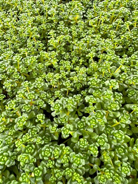 Oreganum Yellow Peoria Gardens Inc