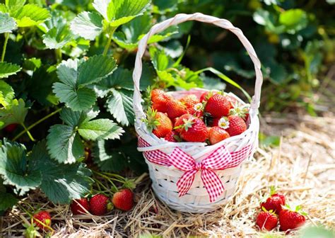 Belles Vari T S De Fraises Et Fraisiers Cultiver