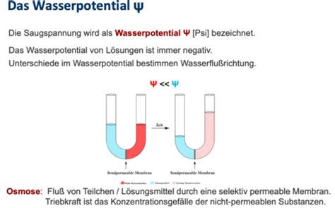 2 Wasser Und Ionentransport Flashcards Quizlet