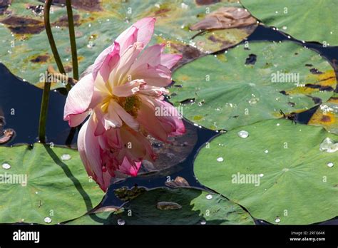 Sacred Lotus Indian Lotus Nelumbo Nucifera Stock Photo Alamy
