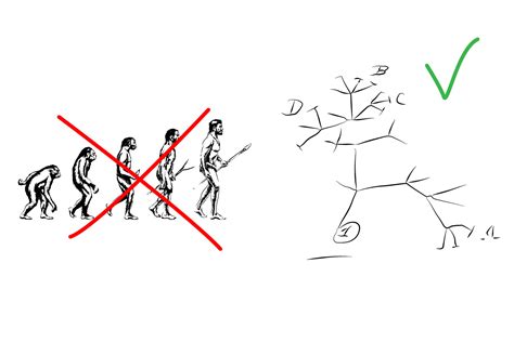 Charles Darwin Vita E Pensiero Del Teorico Dell Evoluzione