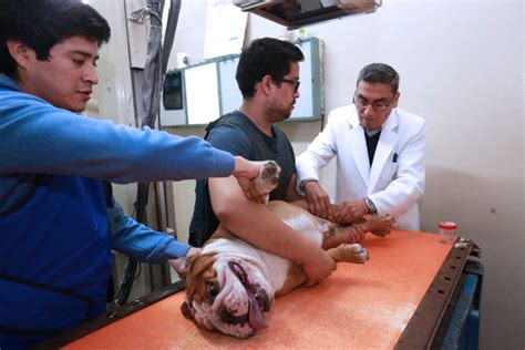 Cuánto cuesta estudiar veterinaria en una universidad privada