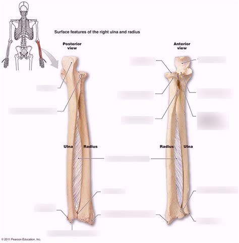 Radius And Ulna Diagram Quizlet