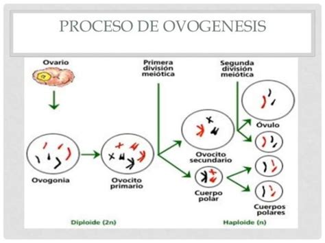 Fases De La Ovog Nesis Y El Proceso Completo Resumen