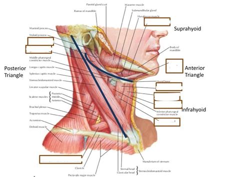 Face And Neck Muscles Diagram Quizlet