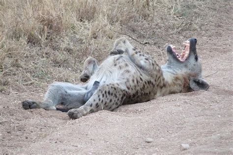 Day Tour To Amboseli National Park Plan Harmony